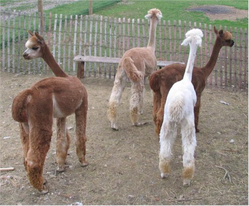 Shearing Alpacas, Biosecure Alpaca Shearing, Alpaca Shearer